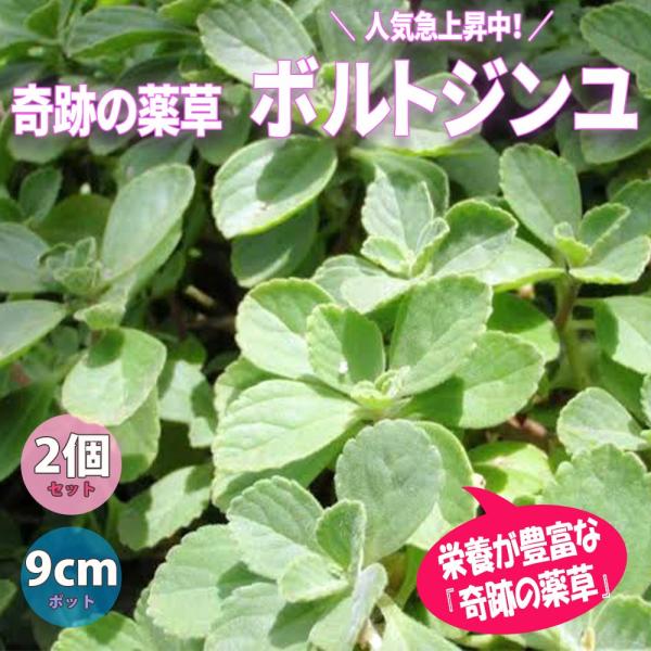 話題の健康ハーブ。沖縄で一般的に言われる「マンジェリコン」より小型のタイプで葉は肉厚です。マンジェリコンの仲間ですが別の植物です。お茶はマンジェリコンより苦みが少なく飲みやすい。耐寒性はマンジェリコンよりあり、5℃程度まで耐えます。温度さえ...