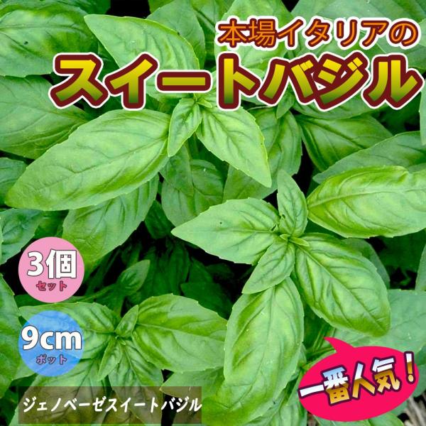 学名：Ocimum basilicum英名：Genovese basilシソ科メボウキ属の多年草（日本では越冬できないので一年草として扱われる）この品種が本来のスイートバジルです!!販売されているスイートバジルの多くは交雑して本来の香りでは...