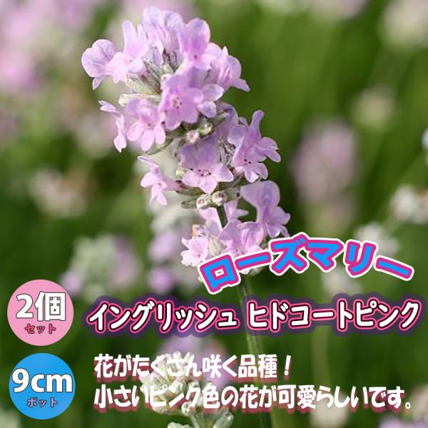 ヒドコート紫系の枝変わりでピンクが出たと言われています。 ヒドコートは花茎、花穂ともに短い小型のタイプで花がたくさん咲く品種です。6月頃に開花します。花色は淡いピンク色でとても美しく、希少価値のある品種です。トルーラベンダーから生まれた栽培...