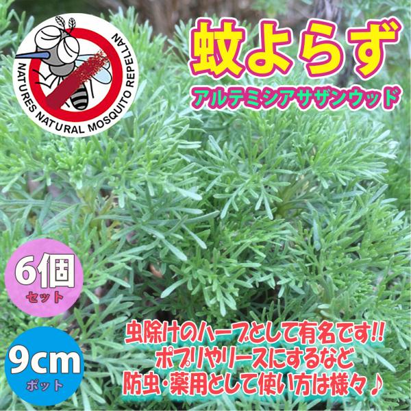 オーストラリアでは蚊が嫌がる植物として有名です。細く青みがかったシルバーリーフを肌にこすりつけたり、切り口から出る樹液を使います。虫除けのハーブとして有名なワームウッドの1種です。栽培は容易で非常に強く、高温多湿にも耐え、耐寒性もあります。...