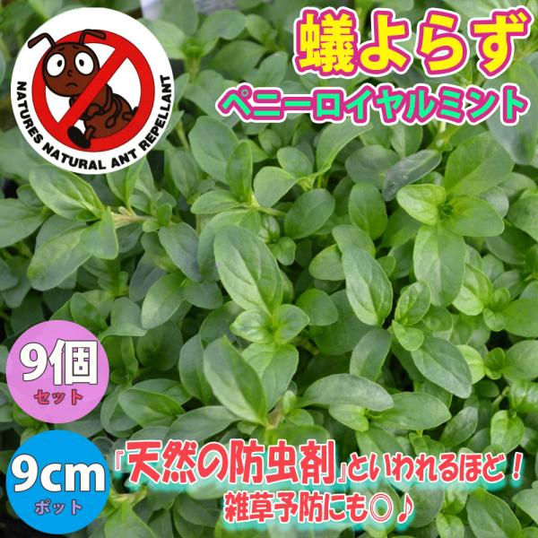 人気の防虫ハーブシリーズに、待望の蟻よらず(アリよらず)登場！‘天然の防虫剤’と呼ばれており、オーストラリアではアリの嫌がる植物として有名です。庭や家の中への侵入などアリの被害防止に！アリよらずはほふく性があり、グランドカバーにも向くハーブ...