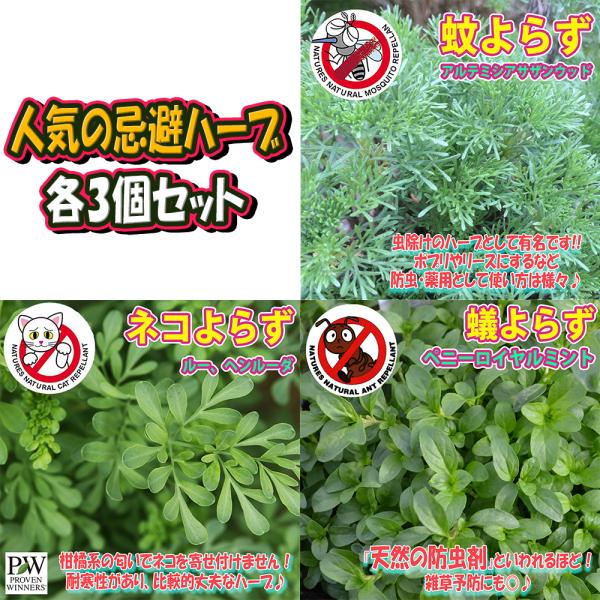 人気の蚊よらず・ネコよらず・アリよらずのハーブ苗セットです。【検索キーワード】蚊よらず苗 虫除けの苗 虫除けのハーブ 蚊よらずの苗 アリよらずの苗 ありよらず 蟻よらず 蟻除け 虫よけハーブ 天然ハーブ 忌避 苗 herb ハーブ ハーブ苗...