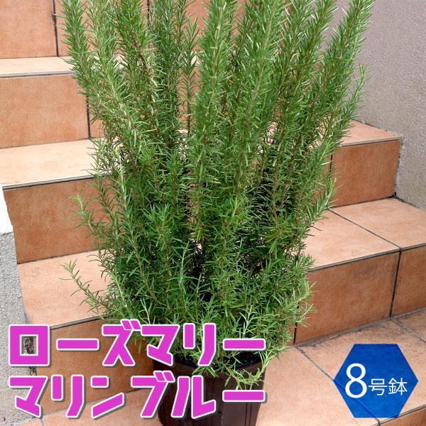 立性のローズマリーの中で最も強健でオススメの品種！開花時期は、秋〜春で、濃いブルーの花が咲きます。香りもさわやかでとても良く人気が高いです。【検索キーワード】ローズマリーの苗 苗木 マリンブルー 苗 herb ハーブ ハーブ苗 ガーデニング...