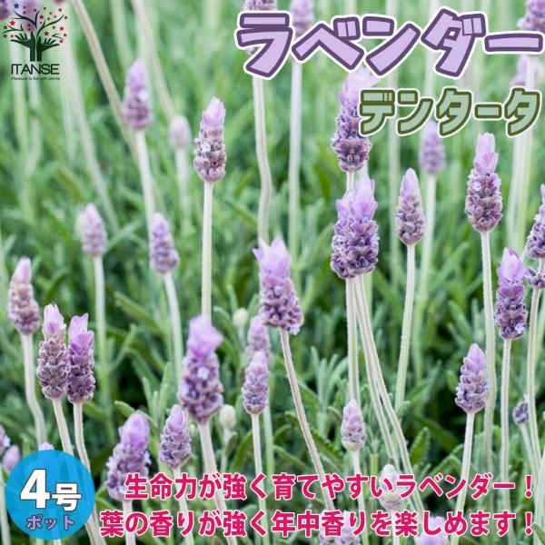 ラベンダーの品種の中には暑さや寒さに弱い品種もありますが、このデンタータ系はどちらにも強い生命力をもっており、初心者の方でも育てやすいハーブです。デンタータ系はむしろ花よりも葉の方が香りが強いので、1年中香りを楽しむことができます。草丈45...