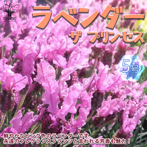 鮮やかなピンク色のラベンダーが生れました。永遠のフレグランスプランツと言われる芳香も魅力です。超多花性の花は春から初夏に開花し、秋まで返り咲をします。株立ちもマウント状にコンパクトにまとまります。芳香はややスパイシーでローズマリーのような香...