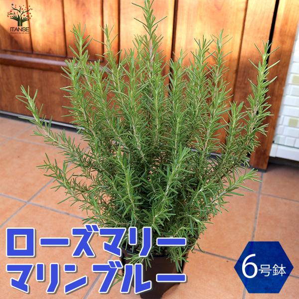 6号鉢で大きく育てたマリンブルーの大苗です。ローズマリーマリンブルーは立性のローズマリーの中で最も強健で育てやすい品種です。開花時期は、秋〜春で、濃いブルーの花が咲きます。さわやかで良い香りです。性質は強健でお庭に地植えしたり、鉢植えにして...
