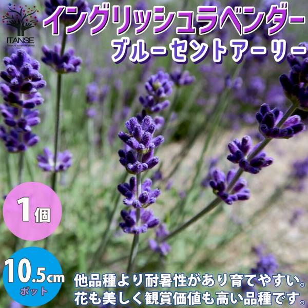 ブルーセントの改良品種で、他品種より耐暑性があり、とても育てやすく、たくさんの花を長く楽しめる品種。多湿には弱いので、水はけが良い場所を選んでください。学名：Lavandula angustifolia'Blue scent early' ...