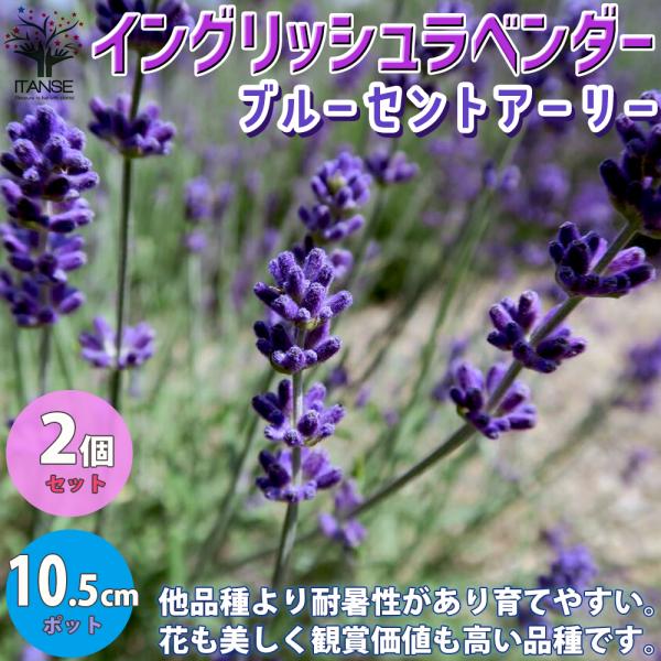 ブルーセントの改良品種で、他品種より耐暑性があり、とても育てやすく、たくさんの花を長く楽しめる品種。多湿には弱いので、水はけが良い場所を選んでください。学名：Lavandula angustifolia'Blue scent early' ...