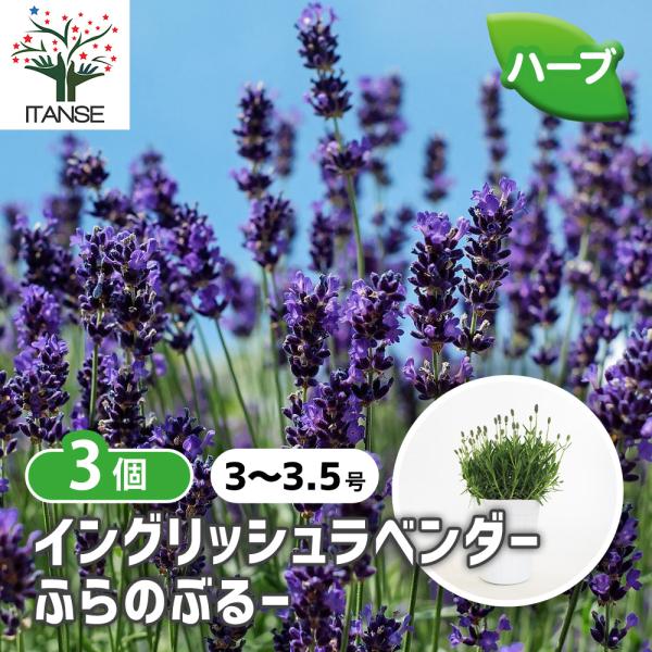 ふらのぶるーはイングリッシュ系のなかでも非常に濃いブルーの花が咲き、香りの良い品種です。矮性種のため、鉢花や寄せ植えにも向いている品種です。もちろん庭植えでも楽しめます。花茎が太くて力強いタイプで花がたくさん咲く品種です。花色は濃紫色でとて...