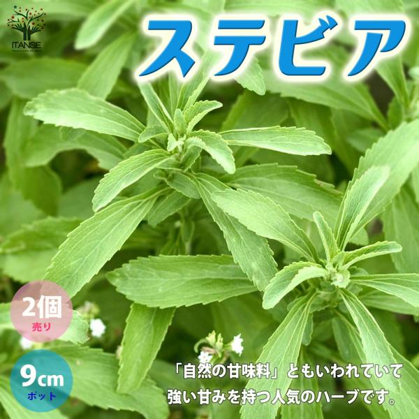 ステビアには砂糖の200〜300倍の甘みがあると言われている甘味成分が含まれています。 砂糖の1/100という低カロリーでダイエット中の方は必見です！ また、虫歯にもなりにくく、血糖値や血圧を下げる効果や抗酸化力があると言われている健康食品...