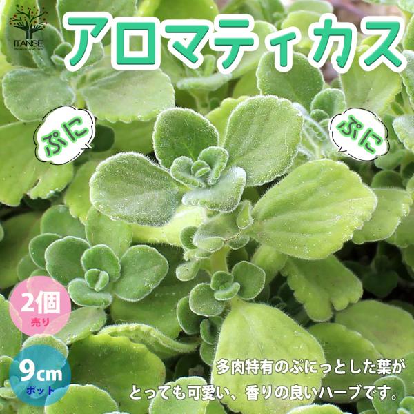 シソ科プレクトランサス属学名: Plectranthus amboinicus原産地: インドから南アフリカアロマと名前がついているように、とても香りの良い植物です。さわやかな清涼感のある強い香りです。少し手に触れただけでも香りがつきます。...