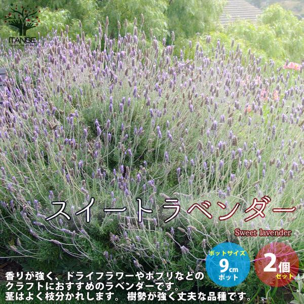 花は淡い紫色で、香りも良いイングリッシュ系のラベンダーです。 デンタータ(L.dentata)とスパイク(L.latifolia)の交配種とされており両方の性質をよく受け継いでいます。 スパイクに似た大きく幅広で灰緑色の葉にはデンタータに似...