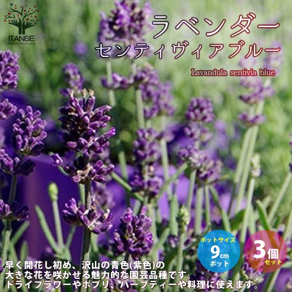 ラベンダー・センティヴィアブルーは 育てやすく香りがよいイングリッシュラベンダー。 基部での分枝がとても良く、早く開花し初め、 沢山の青色(紫色)の大きな花を咲かせる魅力的なラベンダーの園芸品種です。 ご家庭でも 大変育てやすいうえに、花が...