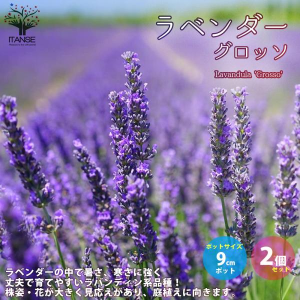 グロッソは、イングリッシュラベンダーとスパイクラベンダーとの自然交配や 人工交配によって生まれたラベンダーです。 花付きがよく、花穂全体が紫色になる、とても美しいラベンダーです。 香りが強めなのも嬉しい品種です。 1972年頃、フランスのM...