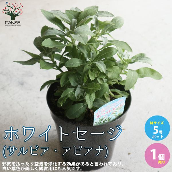 ホワイトセージには邪気を払ったり空気を浄化する効果があると言われており、ネイティブアメリカンが儀式の時などに用いた聖なるハーブとして有名です！ 乾燥させた葉を燻してスマッシング(浄化)をして、パワーストーンやクリスタル、お部屋などの浄化や、...