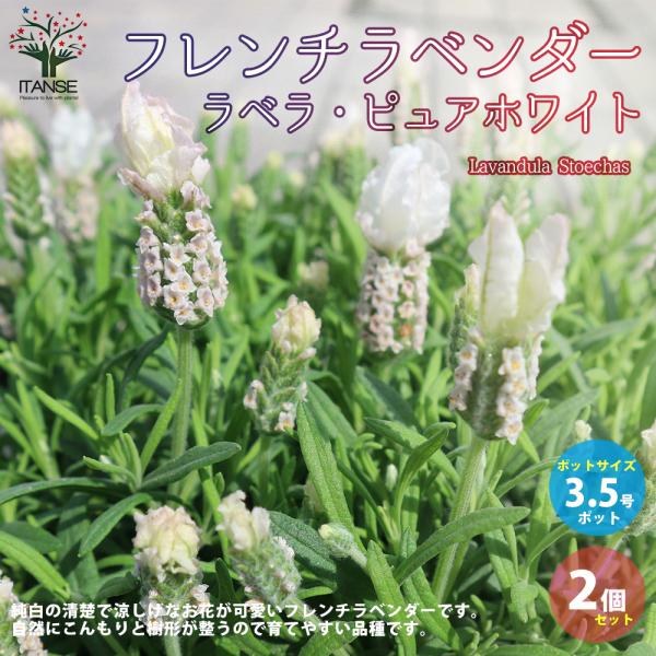【PVP出願品種:NUFLV17124】ラベラ・ピュアホワイトは、純白の清楚で涼しげなお花が可愛いフレンチラベンダーです。自然にこんもりと樹形が整うので育てやすい品種。夏に強く、炎天下や乾燥した土壌でも力強く成長します。※品種特性として、時...