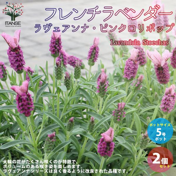 ラヴェアンナシリーズは、株がまとまり、大輪の花がたくさん咲くのが特徴で、ボリュームのある咲き姿を楽しめます。従来のフレンチラベンダーは香りが少ないですが、本シリーズは、良く香るように改良されました。ピンクロリポップは、かわいい花色と、ウサギ...