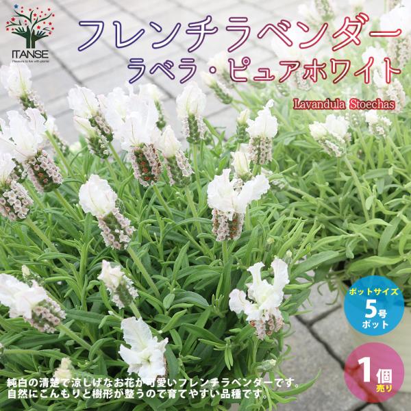 【PVP出願品種:NUFLV17124】ラベラ・ピュアホワイトは、純白の清楚で涼しげなお花が可愛いフレンチラベンダーです。自然にこんもりと樹形が整うので育てやすい品種。夏に強く、炎天下や乾燥した土壌でも力強く成長します。※品種特性として、時...
