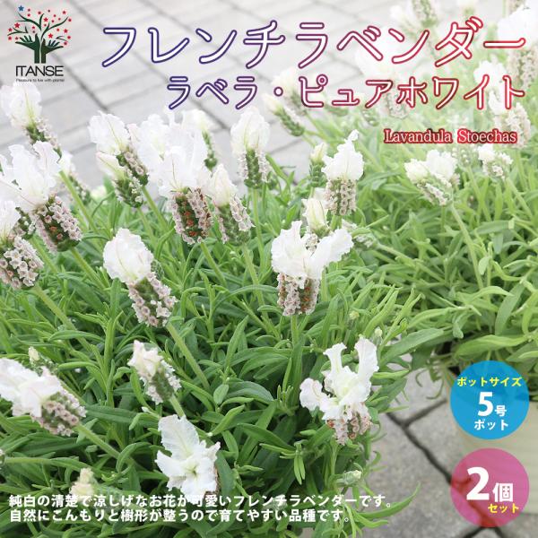 【PVP出願品種:NUFLV17124】ラベラ・ピュアホワイトは、純白の清楚で涼しげなお花が可愛いフレンチラベンダーです。自然にこんもりと樹形が整うので育てやすい品種。夏に強く、炎天下や乾燥した土壌でも力強く成長します。※品種特性として、時...