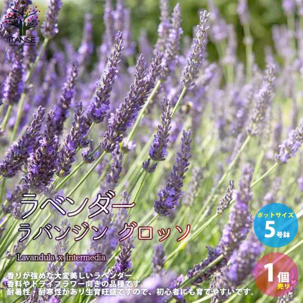 花付きがよく、花穂全体が紫色になる、とても美しいラベンダーです。1972年頃、フランスのM.グロッソによってイングリッシュラベンダーとスパイクラベンダーとの自然交配や人工交配により作出されました。ハチやチョウが多く群がるほどの甘く強い香りの...