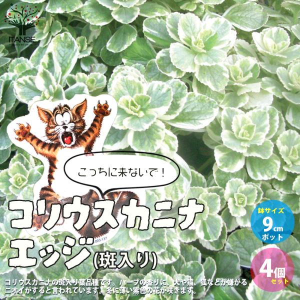 【PVP出願品種：第13864号】こっちに来ないで！コリウス カニナは、犬や猫、狐などが嫌がるニオイがすると言われており、花壇やお庭などの大事な花木に、犬や猫を寄せ付けない効果が見込まれます。エッジは斑入り葉品種で、ティピカルは緑葉品種です...