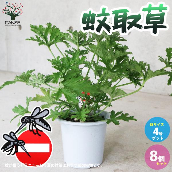 蚊取草(蚊連草)は、生きた芳香剤とも言われています。部屋の窓辺などに鉢植えを置いて、葉を振るなどして香り成分を飛ばすと、蚊が寄りにくくなると言われています。また、手で葉を触って香り成分を腕などにつけると、しばらくはその部分は蚊に刺されにくく...