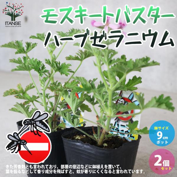 モスキートバスター・ハーブゼラニウム(蚊連草)は、生きた芳香剤とも言われています。部屋の窓辺などに鉢植えを置いて、葉を振るなどして香り成分を飛ばすと、蚊が寄りにくくなると言われています。また、手で葉を触って香り成分を腕などにつけると、しばら...