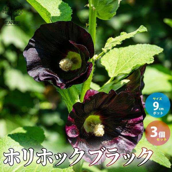 ホリホック ブラックは、一重の美しい黒い花を咲かせる品種です。ビロードのような質感の花はとても印象的で、一株だけでもお庭のアクセントになります。とても強健で、耐寒性・耐暑性があり、育てやすいです。ブラックマロウという名前でも流通しており、黒...