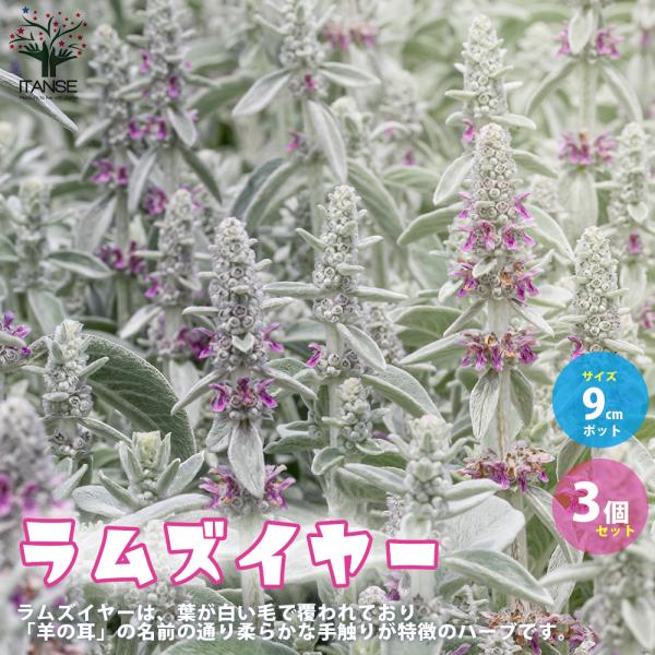 ラムズイヤーは、葉が白い毛で覆われており「羊の耳」の名前の通り、柔らかな手触りが特徴のハーブです。美しいシルバーリーフは、カラーリーフとしても人気です。葉は、ほんのり香りがあり、ドライリーフやポプリにも使われたりします。初夏頃から薄紫色の花...