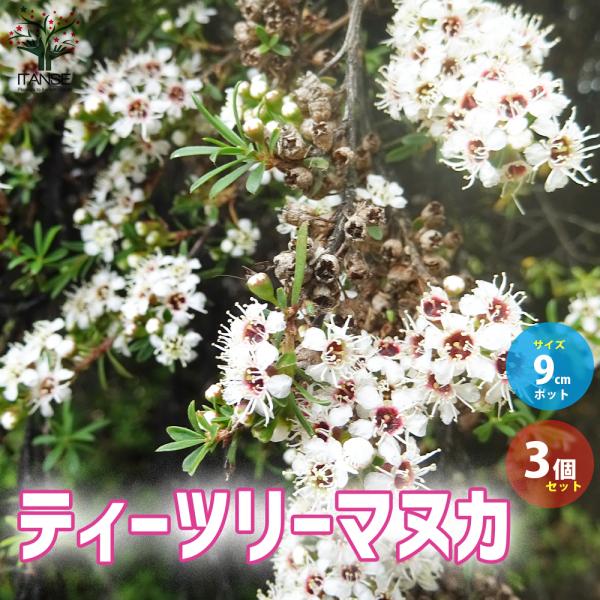 ティーツリーマヌカは、ニュージーランド原産のティーツリーの仲間です。マヌカのハチミツはマヌカハニーと呼ばれ、とても美味しいです。梅に似たきれいな花を咲かせます。葉は、スッキリとした香りで、生でもドライでもお茶になります。精油も抽出でき、疲労...