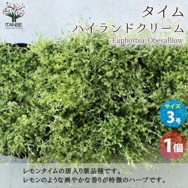 「タイム ハイランドクリーム」は、レモンタイムの斑入り葉品種です。レモンのような爽やかな香りが特徴のハーブです。肉や魚の臭み消しに使えるほか、パセリ、ローリエなどを合わせたブーケガルニを作って煮込み料理にも使えます。また、ハーブティーとして...