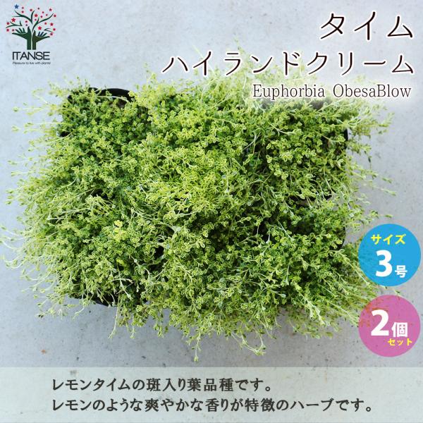 「タイム ハイランドクリーム」は、レモンタイムの斑入り葉品種です。レモンのような爽やかな香りが特徴のハーブです。肉や魚の臭み消しに使えるほか、パセリ、ローリエなどを合わせたブーケガルニを作って煮込み料理にも使えます。また、ハーブティーとして...