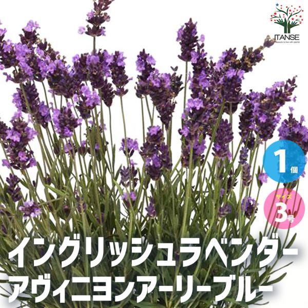 小型の早咲きタイプで、濃紫色の花をたくさん咲かせる品種です。 香り良く、フルーティな香りも楽しめます。 他のラベンダーよりも草姿や花の立ち上がりが良く、草姿が乱れにくいので、観賞用にピッタリです。 イングリッシュラベンダーは香水、ハーブティ...