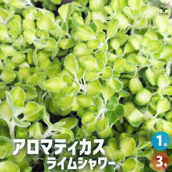 アロマティカスは、多肉質で丸くてプニプニとしたかわいい葉を持つハーブです。葉の表面には、短い毛がびっしりと生えており、もふもふっとした触感が楽しめます。本種はその斑入り品種で、葉の内側はライムグリーン、外側は濃い緑の、2色の葉色が楽しめます...