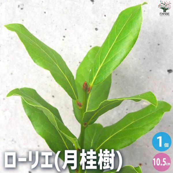 ローリエ(月桂樹)は、自生では10mにもなる逞しい幹に、整った深緑の葉が美しい常緑小高木です。 ギリシャ神話にも登場する月桂樹は、シンボルツリー、記念樹として世界中から愛されてきました。 オリンピック選手が頭に戴く草の冠も、この月桂樹からで...