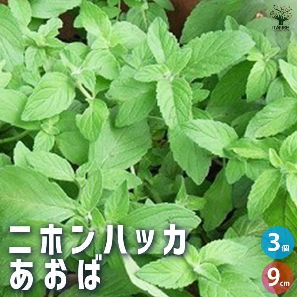 【品種特徴】あおばは葉数が多く、育てやすい様に品種改良されたニホンハッカです。昭和37年認定、北海道農試遠軽薄荷試場の改良で、貿易自由化に対抗するため量産、機械化に対応する品種として登場しました。はっか油の抽出率が高く、香りも強く、アロマオ...