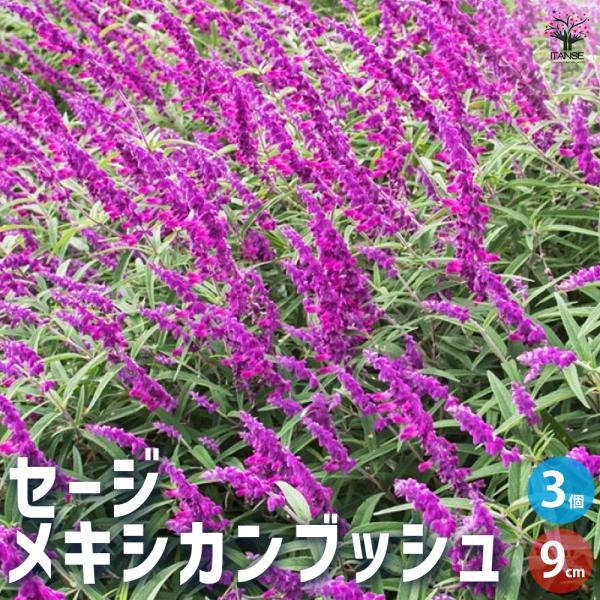 メキシカンブッシュは、メキシコ原産の観賞用のセージです。ガクの部分が、もふもふとしたベルベットのような質感を持っているため、ベルベットセージとも呼ばれています。一度植えると毎年咲く丈夫さが魅力で、秋になると、紫の花穂が斜め上に伸びる姿は見事...