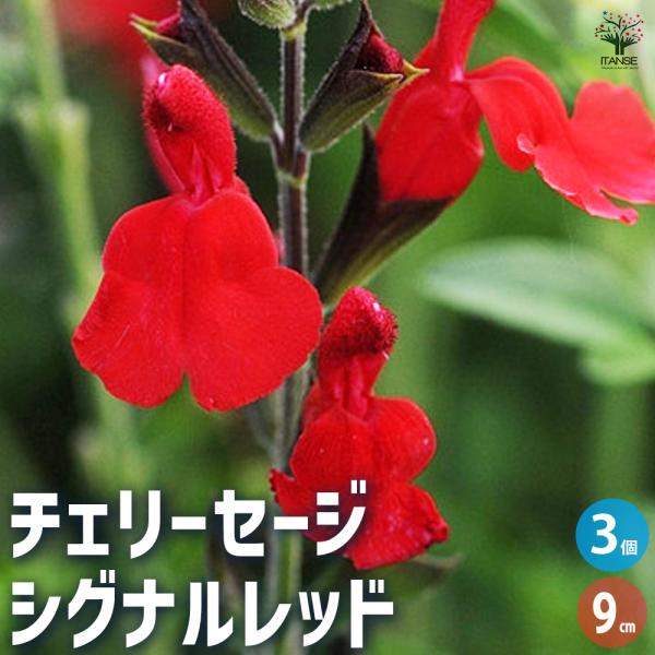 チェリーセージは、葉や花に、フルーティな甘い香りがする品種です。ガクや茎は暗色で、真っ赤な花びらがとてもよく映えます。植えっぱなしで初夏から秋までの長期間開花するので、お気軽にガーデニングが楽しめます。また、葉をハーブティーに、花はエディブ...