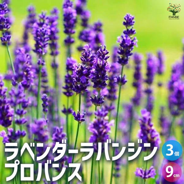 ラバンジン系に分類されるラベンダーは、寒さに強く、高温多湿や病気にも比較的強い点が特徴です。その中でもプロバンスは、最も香りの強いラベンダーのひとつとして知られています。花とガクはやや灰色を帯びていて、シックな雰囲気が楽しめます。【検索キー...