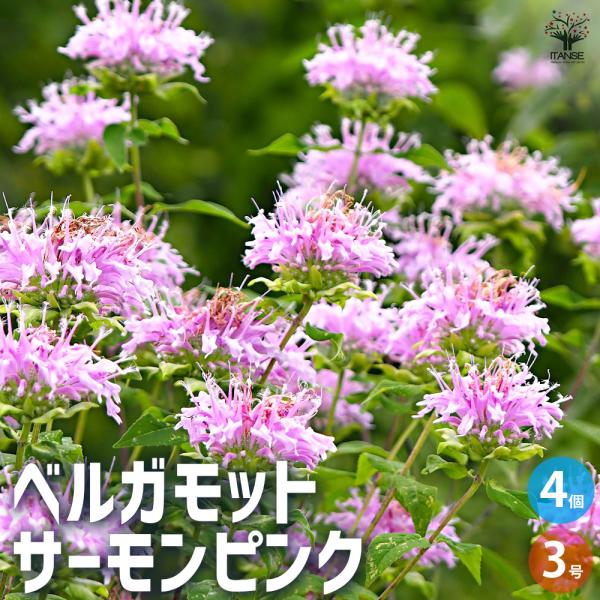 【品種特徴】ベルガモット サーモンピンクは、柔らかい印象の淡いピンクのお花が初夏〜晩夏まで花壇を彩るお花として人気です。暑さにも負けず咲く姿が魅力的で、細長い筒状の白い花を茎の先に放射状に咲かせるというベルガモットならではの独特の形をしてい...