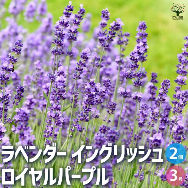 【品種特徴】ラベンダー イングリッシュ ロイヤルパープルは、比較的大型で、花茎と花穂が長いのが特徴の品種です。花色は、濃い青紫色で、香りがとても良いです。いちばん香りが立つのは、花が咲く前のつぼみがふくらんだ頃です。耐寒性はあるので庭でも越...