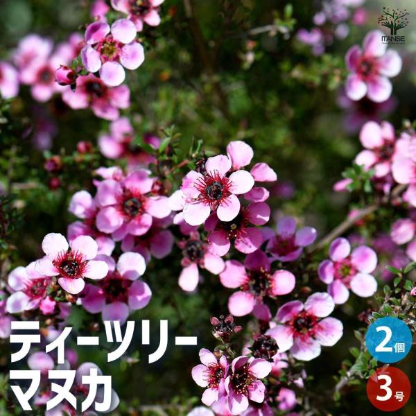 【品種特徴】 ティーツリー マヌカは、ニュージーランド原産のティーツリーの仲間です。 マヌカのハチミツはマヌカハニーと呼ばれ、ピロリ菌駆除力、殺菌力を持ち、とても美味しいです。 梅に似たきれいな花を咲かせます。 葉は、スッキリとした香りで、...