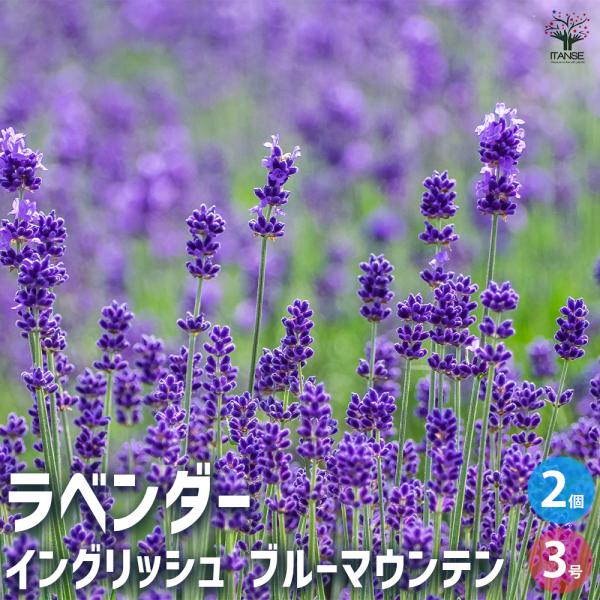 【品種特徴】ラベンダー イングリッシュ ブルーマウンテンは、比較的大型で、花茎と花穂が長いのが特徴の品種です。花色は、濃い紫色で、香りがとても良いです。いちばん香りが立つのは、花が咲く前のつぼみがふくらんだ頃です。耐寒性はあるので庭でも越冬...