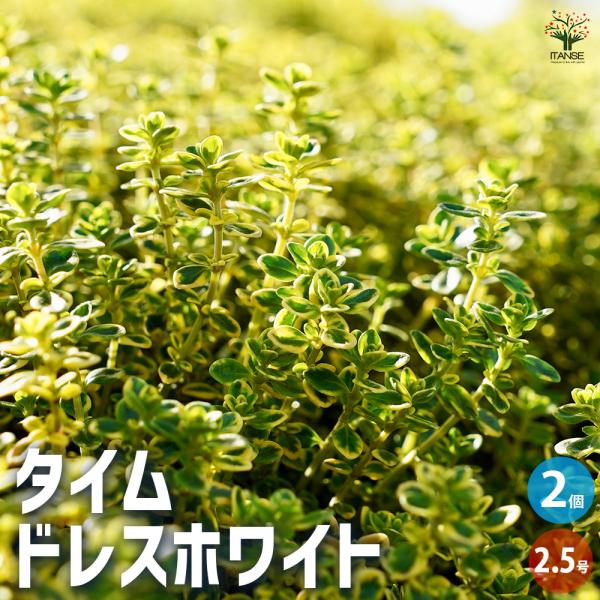 【品種特徴】 斑入りタイムの一つ。 ハーブティーや料理に使えるのもちろんのこと、白斑が多く綺麗に見える為、視覚的にも楽しめる品種です。 寄せ植えにも相性がいいのでオススメです。 【タイムについて】 タイムはアロマオイルとしてもとても人気があ...