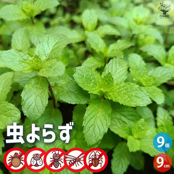 虫よらずは、和ハッカの中でも様々な虫が苦手な「メントール成分」の含有量が飛躍的に多い品種を選抜しました。メントール成分の含有量は、ペパーミントやスペアミントなどの西洋ミントで50〜60％ですが、和ハッカはなんと65〜85％と非常に高く、虫除...