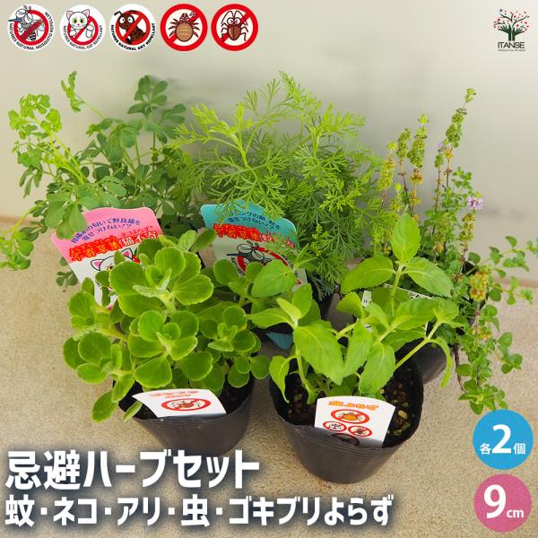 【セット内容】蚊よらず アルテミシア サザンウッド 1個ネコよらず ルー、ヘンルーダ 1個アリよらず ペニーロイヤルミント 1個虫よらず ニホンハッカ りょくび 1個ゴキブリよらず アロマティカス 1個計5個セット【検索キーワード】ハーブ ...