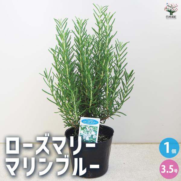 【品種特徴】ローズマリーマリンブルーは立性のローズマリーの中で最も強健で育てやすい品種で、初心者にもおすすめです。開花時期は、秋〜春で、濃いブルーの花が咲きます。さわやかで良い香りです。料理・ティー・染色・クラフト・観賞用ガーデニング等に幅...