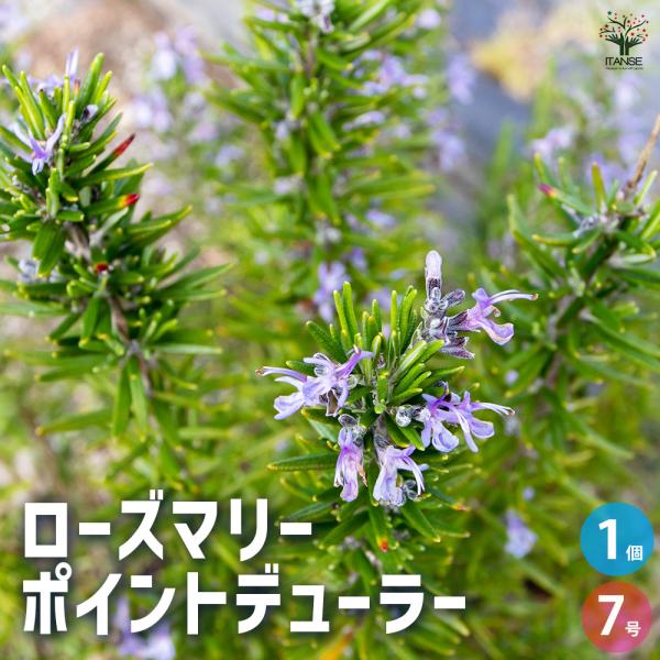 【品種の特徴】ポイントデューラーとは、淡い紫色の花を咲かせるローズマリーです。花色は淡い紫〜青色で、香りよい品種です。環境によっては横に広がりながら枝を伸ばし、生長につれて、枝が弓なりにしな垂れていきます。料理用ハーブとしても広く利用されて...