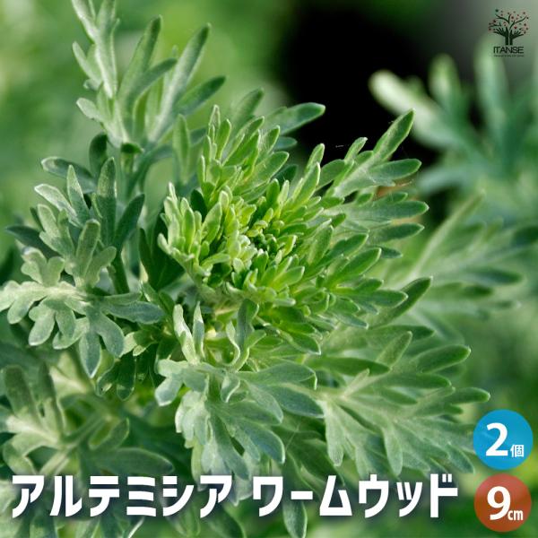 【品種特徴】全体を細かな白毛が覆っていて、ヨモギに似た草姿となり、初夏から夏に黄色の小さくて丸い頭花がつきます。ほかの植物のそばに植えたり、刈り取った茎葉を敷き草にしたり、すき込んだりすることにより、害虫を忌避する効果が期待できます。衣類な...