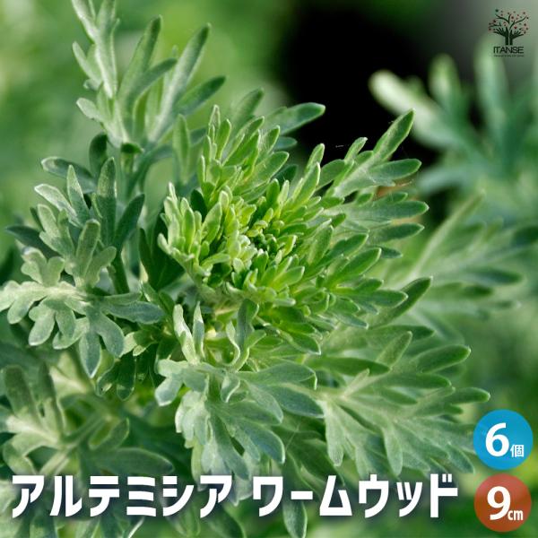 【品種特徴】全体を細かな白毛が覆っていて、ヨモギに似た草姿となり、初夏から夏に黄色の小さくて丸い頭花がつきます。ほかの植物のそばに植えたり、刈り取った茎葉を敷き草にしたり、すき込んだりすることにより、害虫を忌避する効果が期待できます。衣類な...
